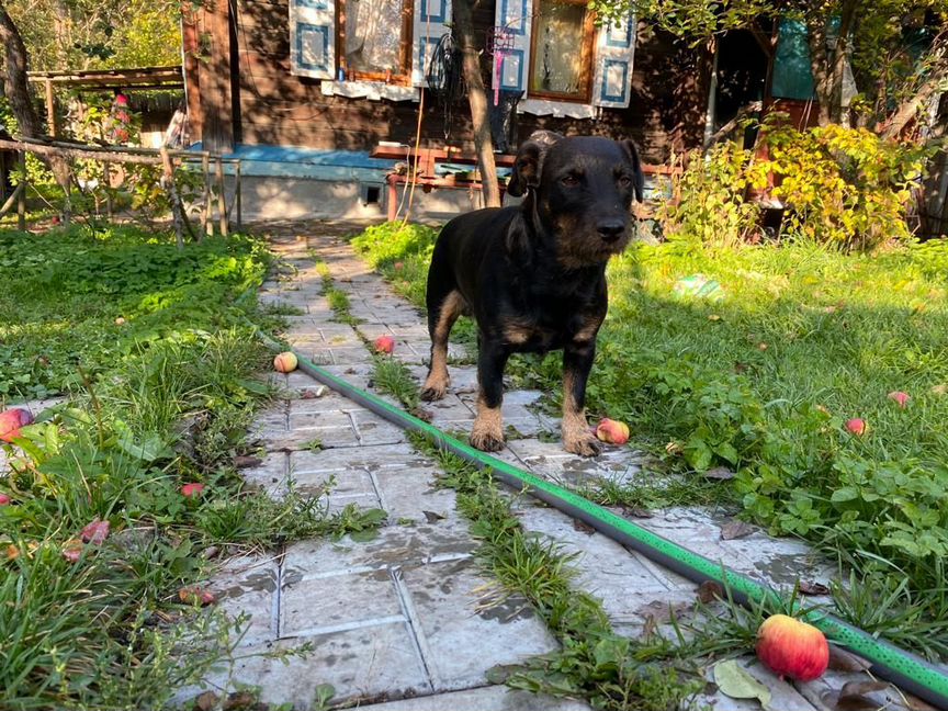 Кобель ягда на вязку