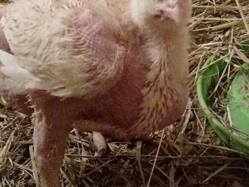 Цыплята броллер