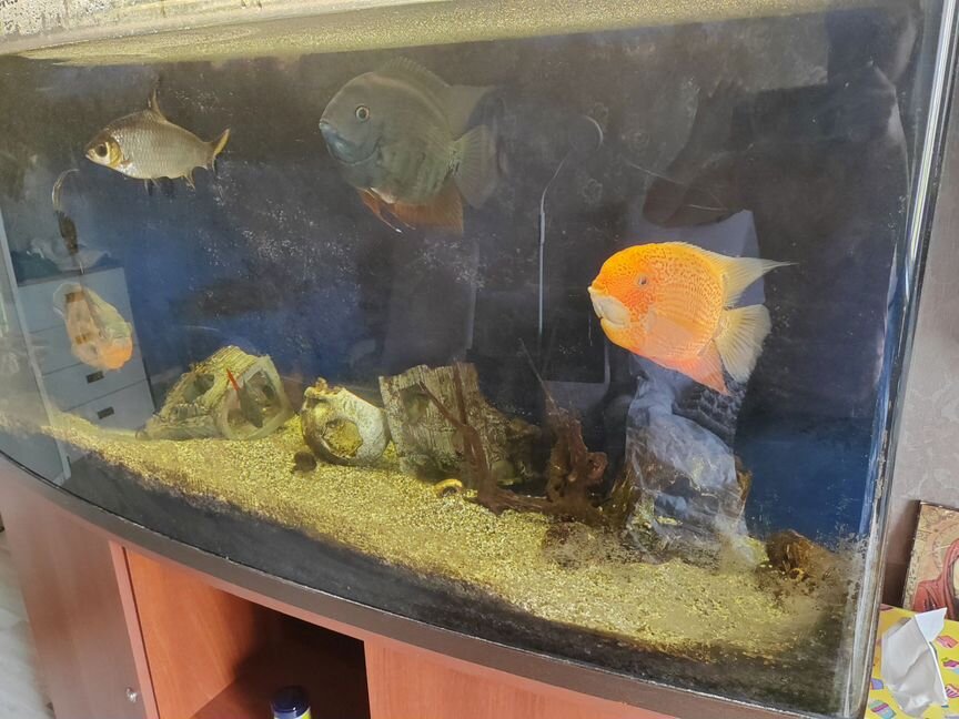 Аквариум с цихлидами