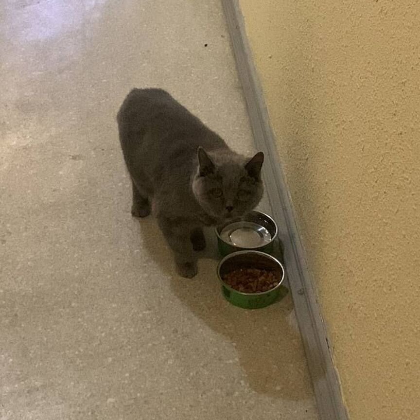 Британская кошка в добрые руки