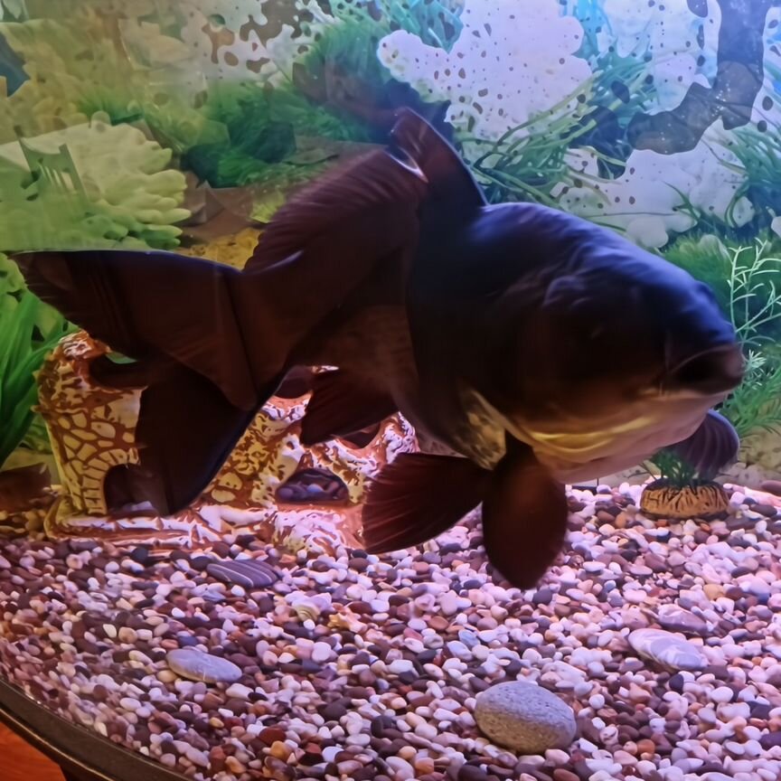 Карп аквариумный