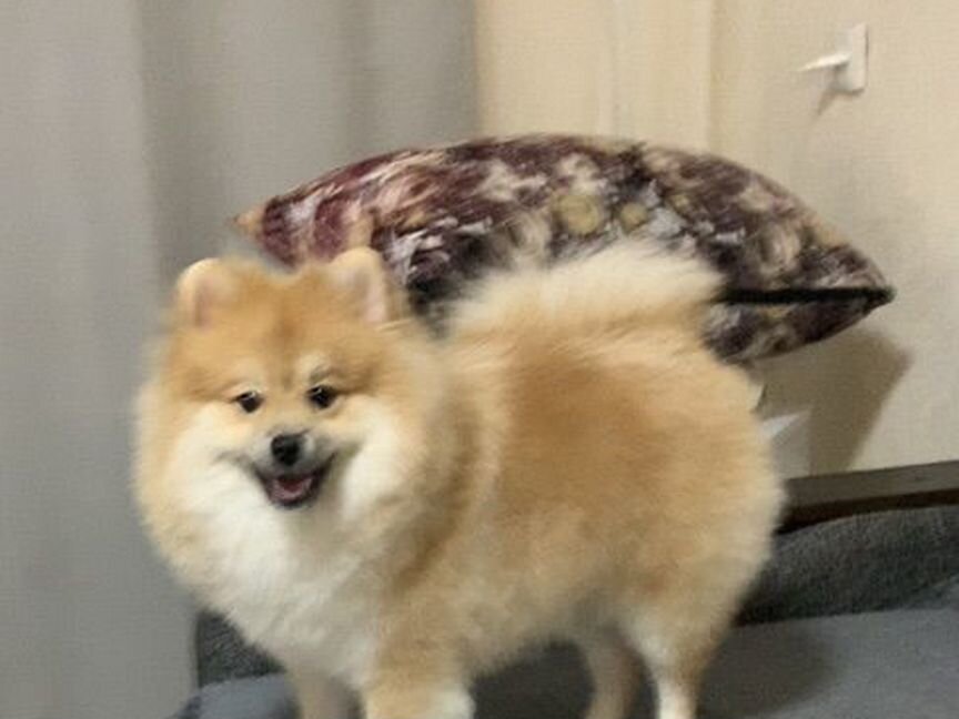 Немецкий шпиц вязка мальчик