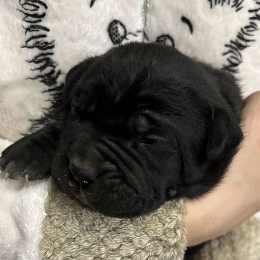 Щенки Кане Корсо