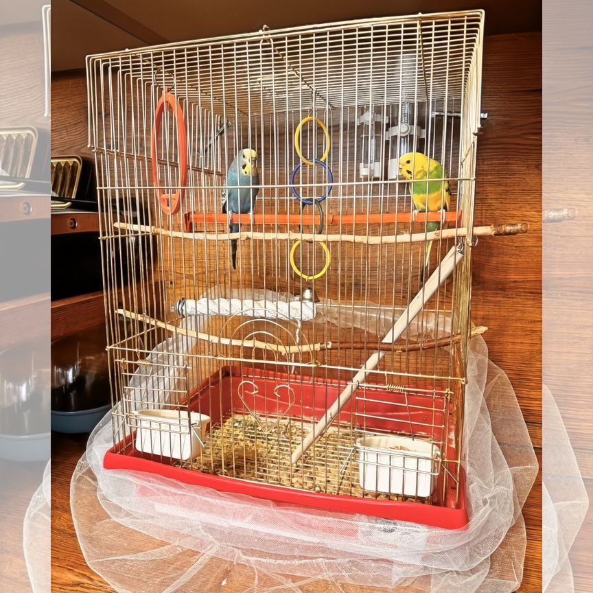 Волнистые попугаи