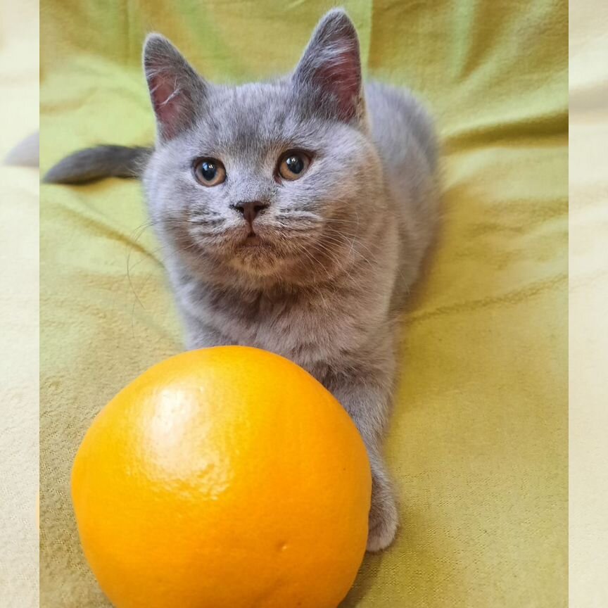 Британские красавцы