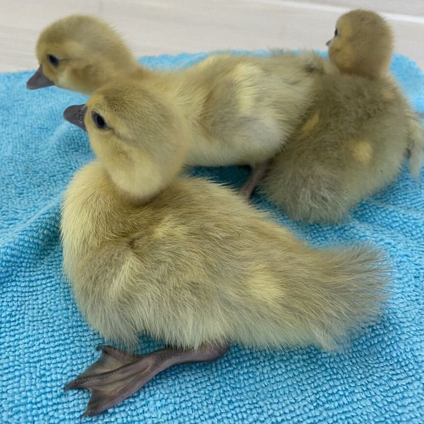 Мускусные утята