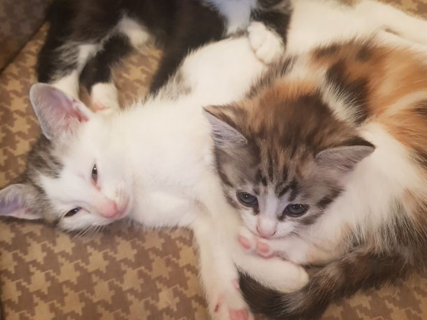 Котята в добрые руки