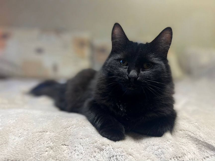 Дивные котята