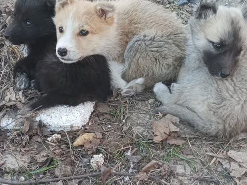 Щеночки ищут,добрых и заботливых хозяев