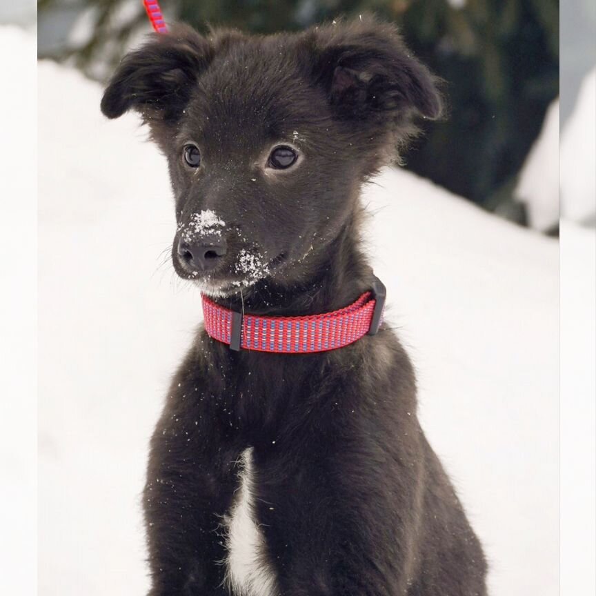 Щенок в добрые руки