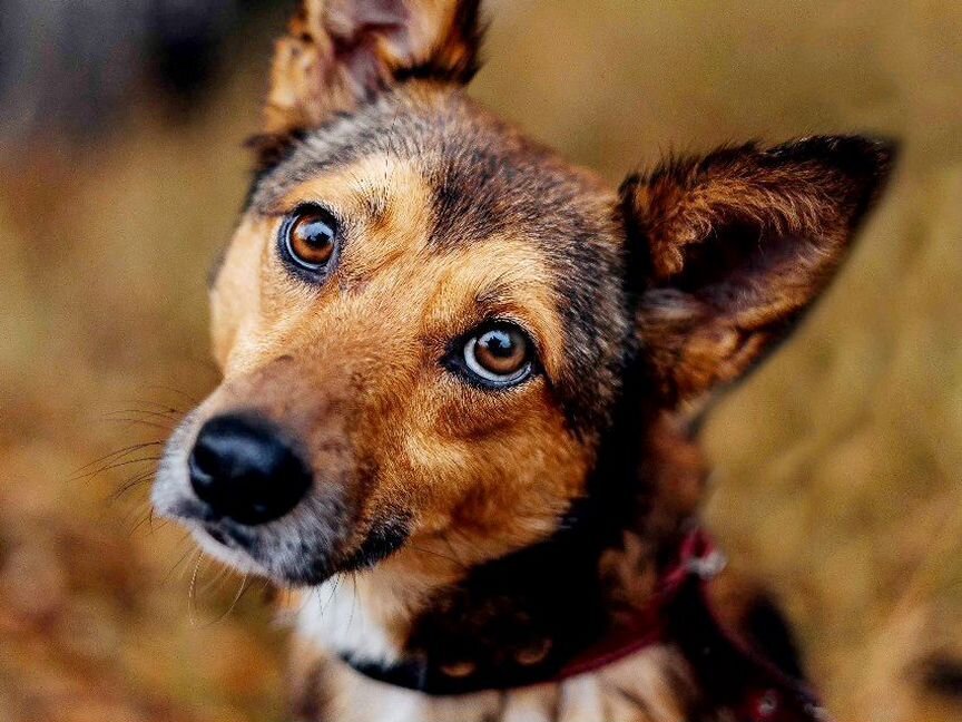 Небольшой Ёжик ищет дом