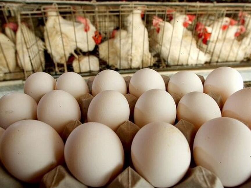 Куры несушки