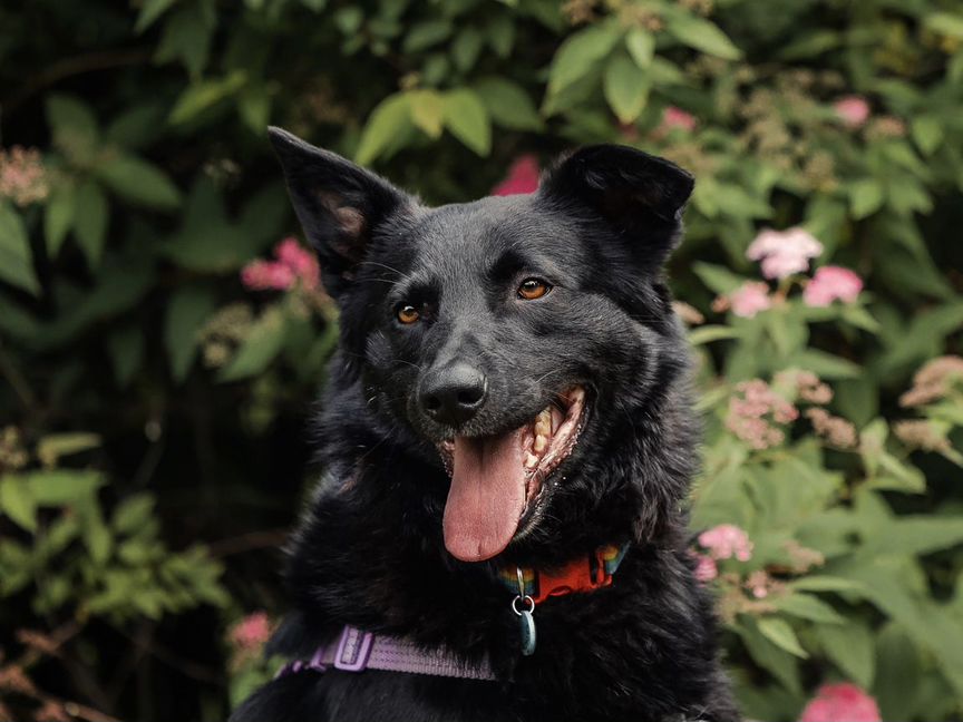 Пес Айк ищет дом