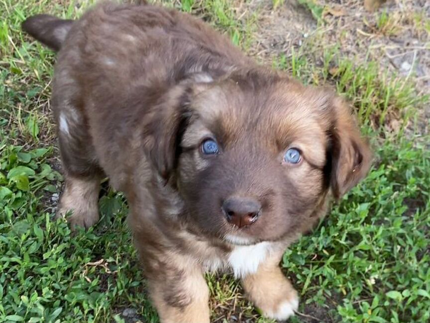 Щенок в добрые руки бесплатно