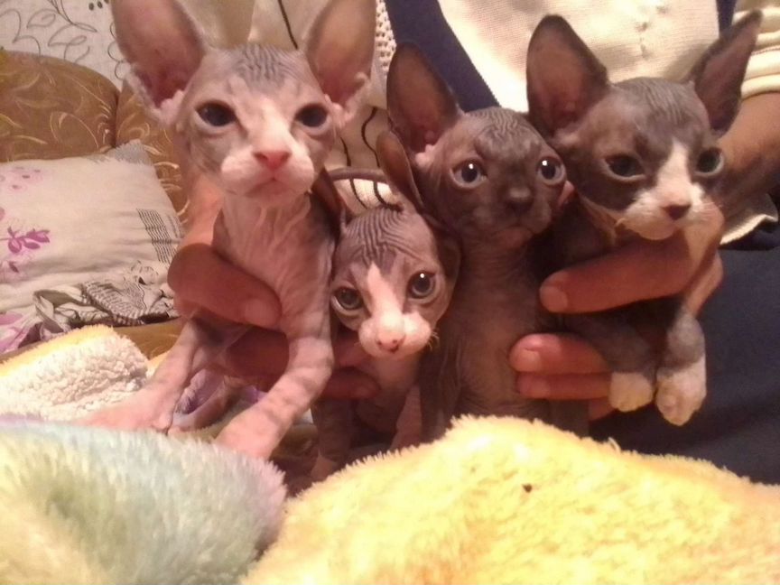 Канадский сфинкс котенок