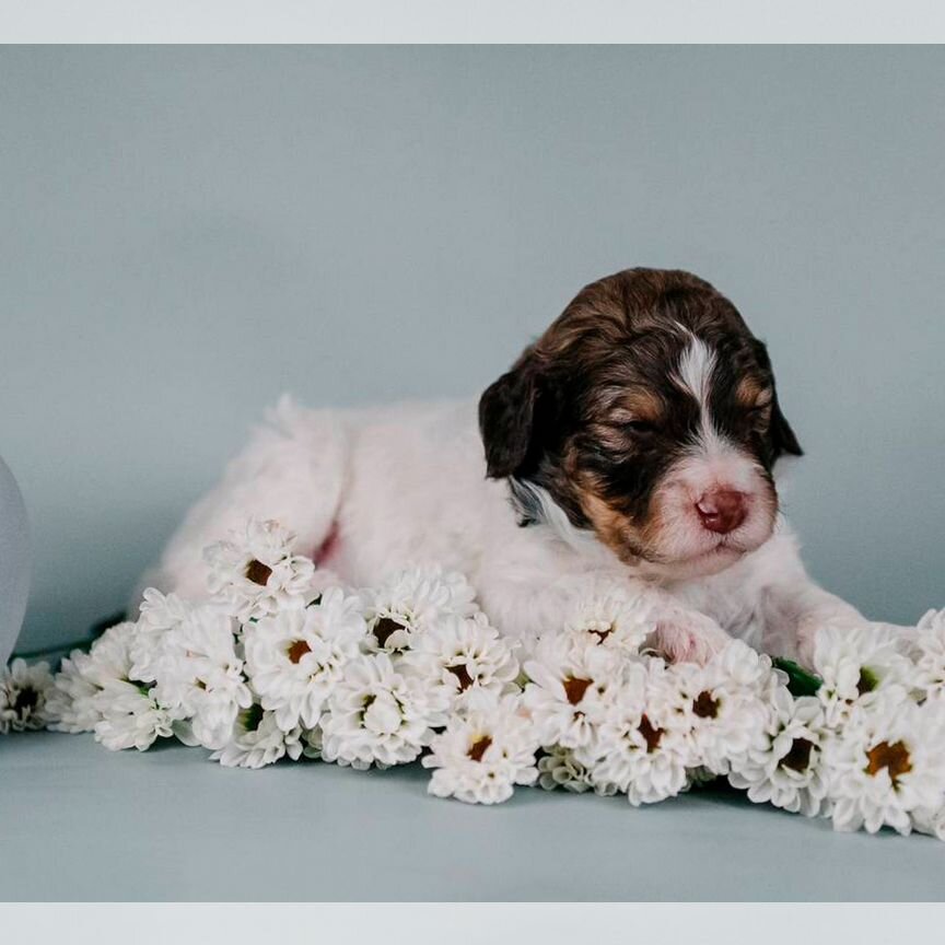 Лаготто романьоло щенок мальчик