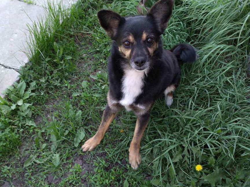 Собака в квартиру дом