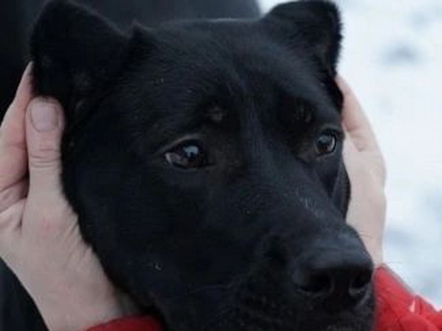 Собака в добрые руки