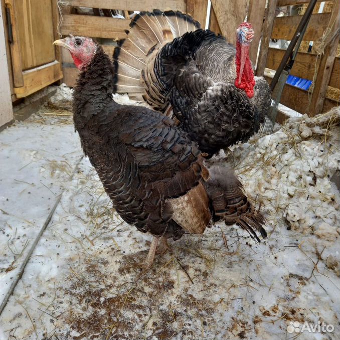Индюки индюшки индейки