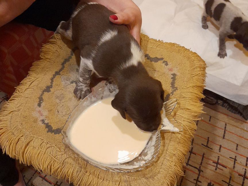 Продаются щенки курцхаара