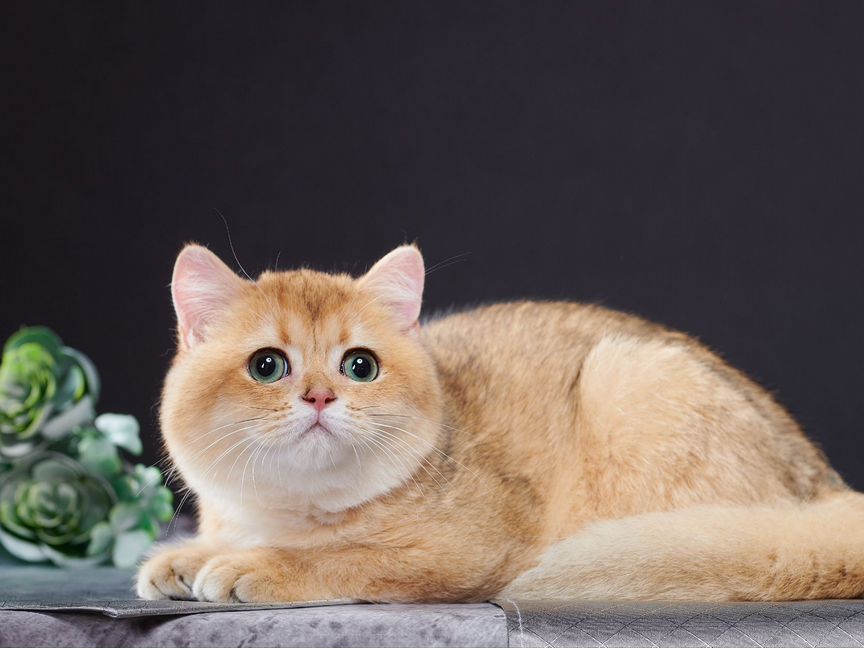 Британские золотые котята клубные