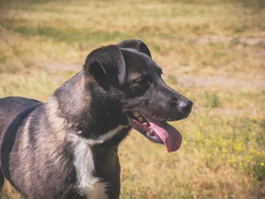 Спасите собачку из приюта