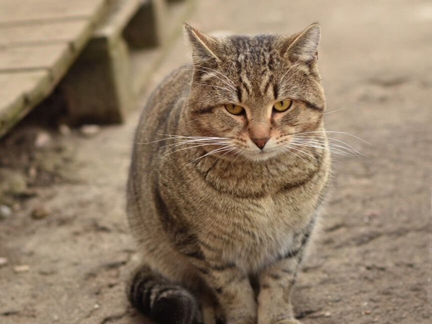 Спокойный котик Барсик ищет дом