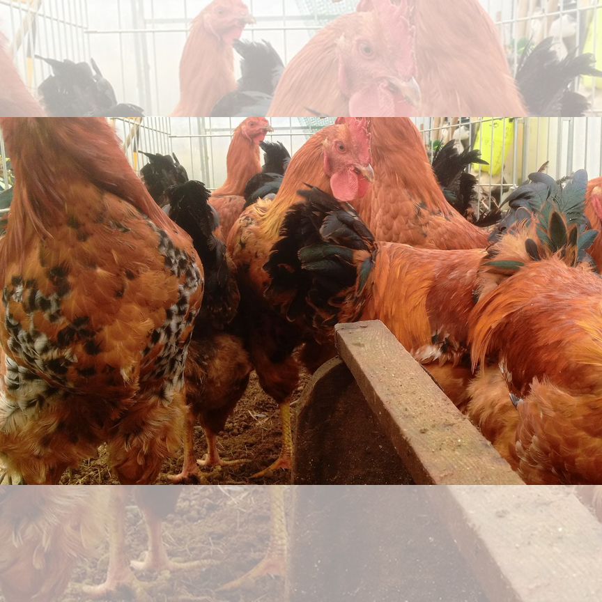 Петушки Кучинские