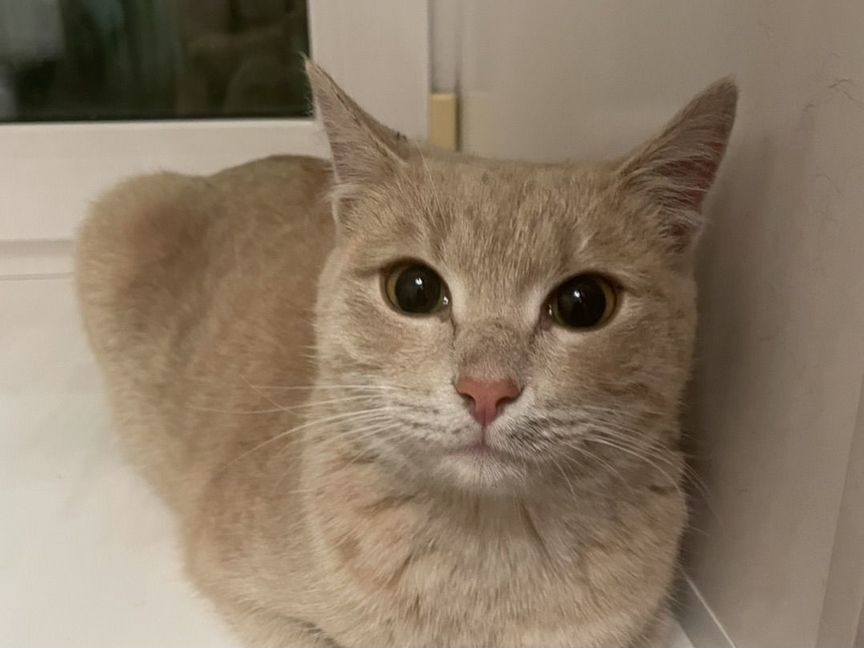 Обычная кошечка