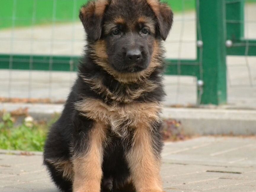 Щенки немецкой овчарки с отличной родословной РКФ