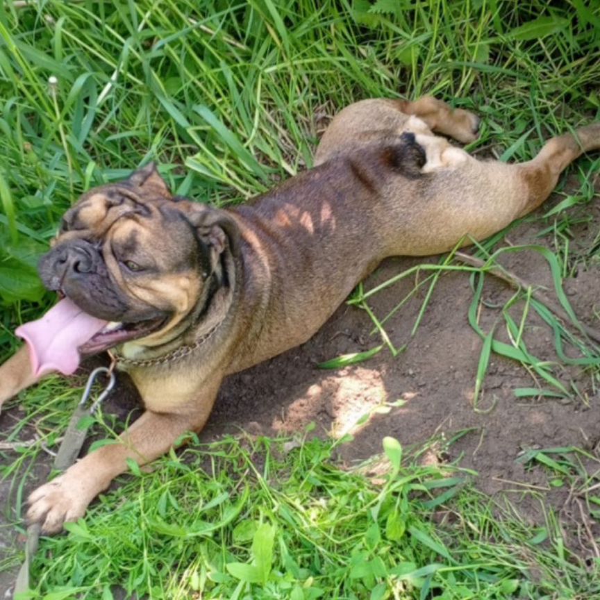 Английский бульдог, взрослый пёс