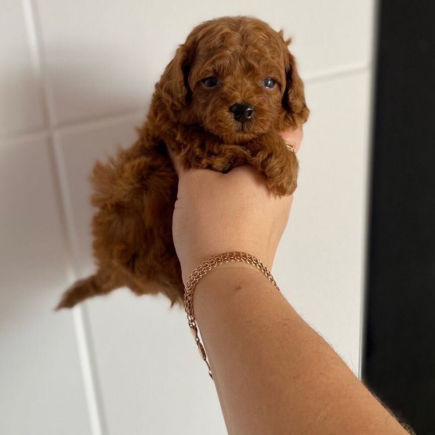 Той-пудель, щенок