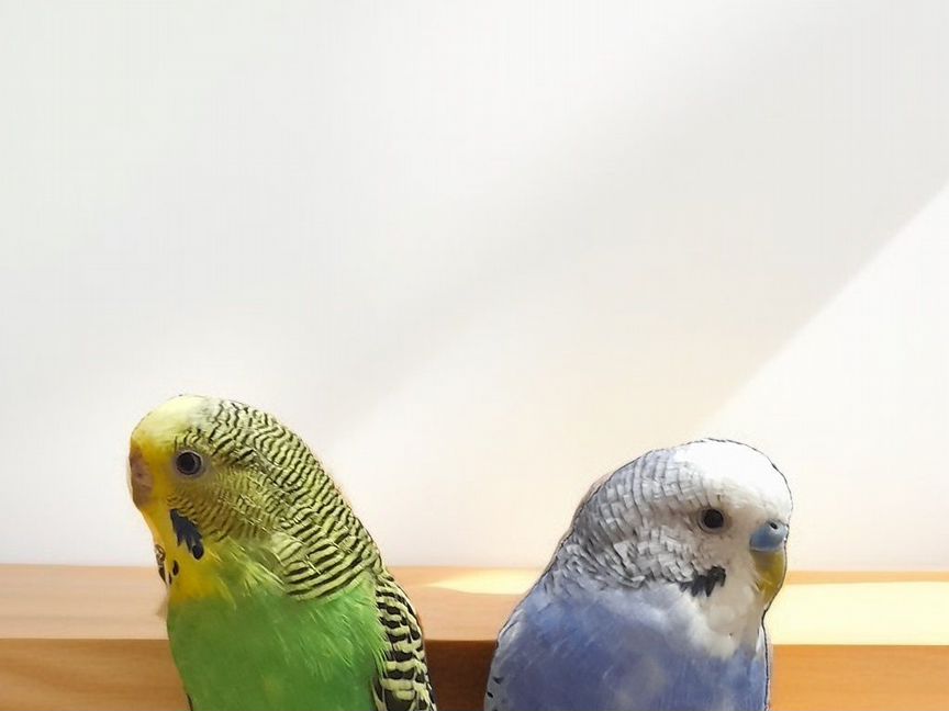 Волнистый попугай