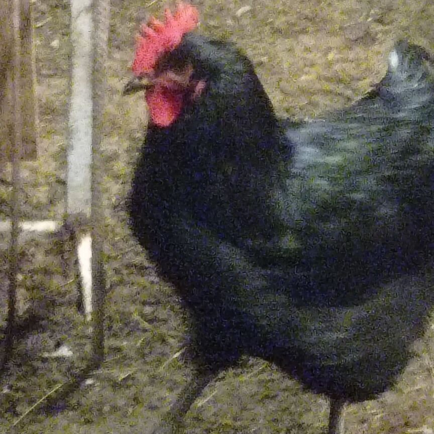 Инкубационное яйцо джжерсийского гигантп