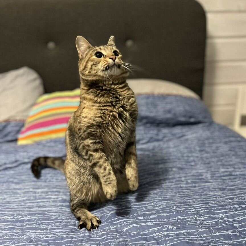 Плюша в поиске дома