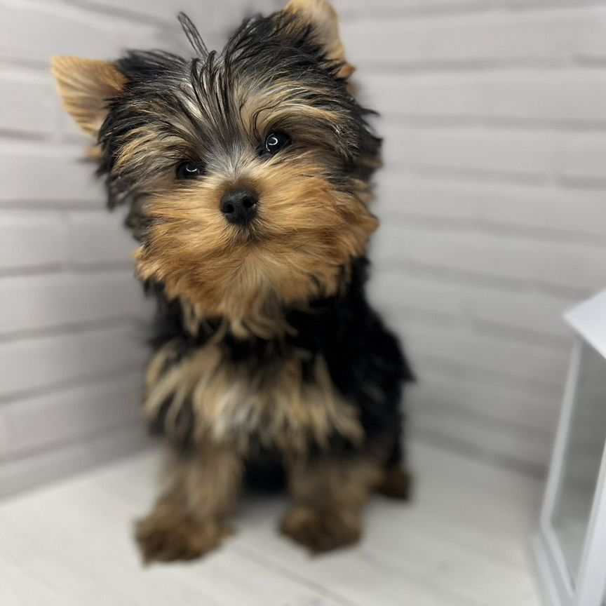 Йоркширский терьер, щенок