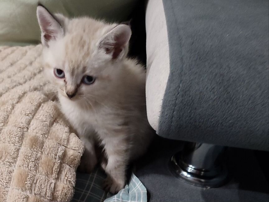 В добрые руки