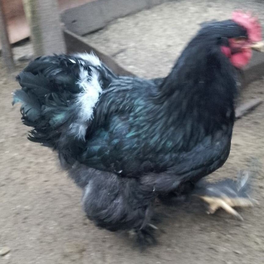 Куры и петухи кохинхины