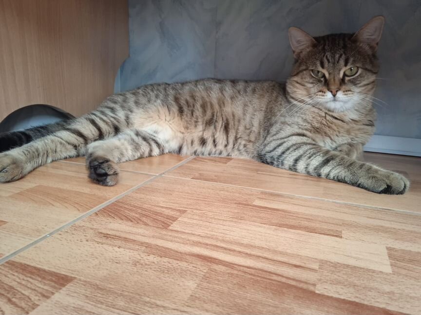 Кот Шлепа