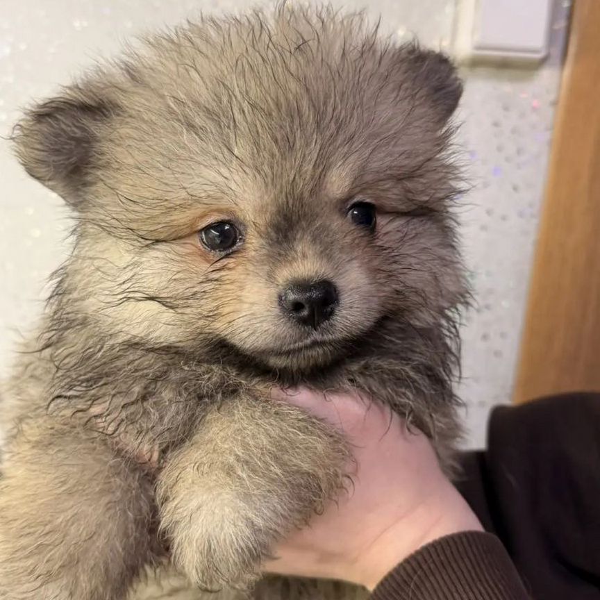 Немецкий шпиц, щенок