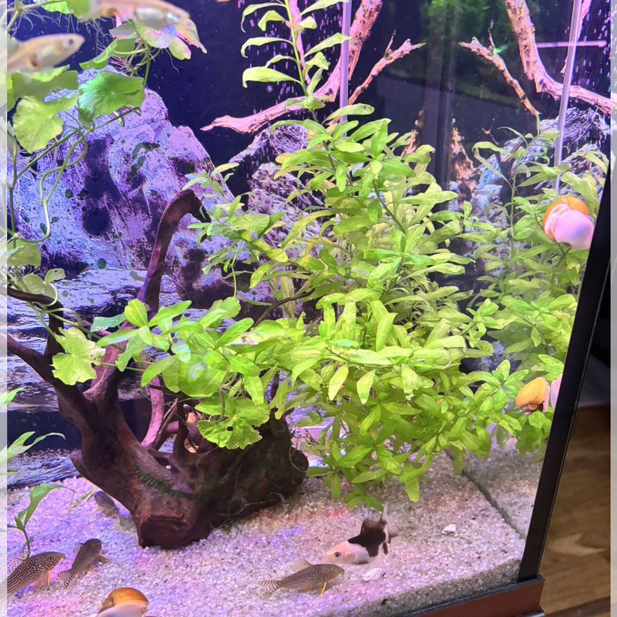 Улитки ампулярии