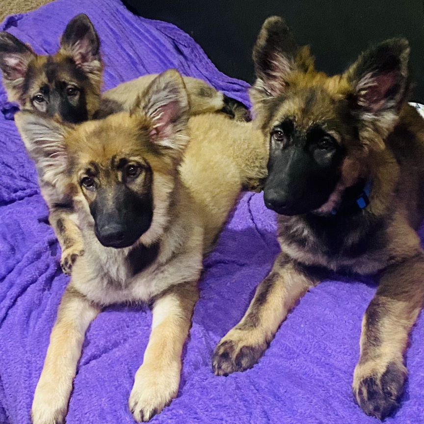 Немецкая овчарка