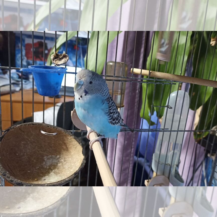 Волнистый попугай