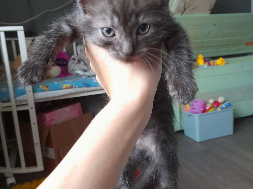 Кисоньки в дар