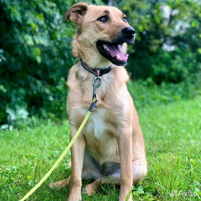 Собака девочка Марта 1 год