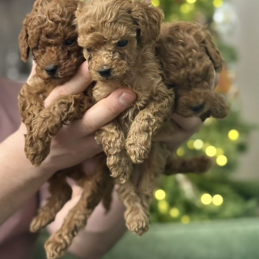 Той-пудель, щенок