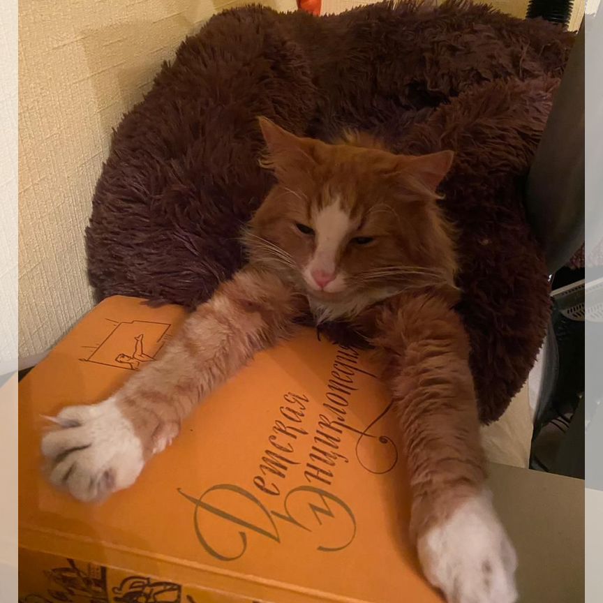 Кот рыжий пушистый
