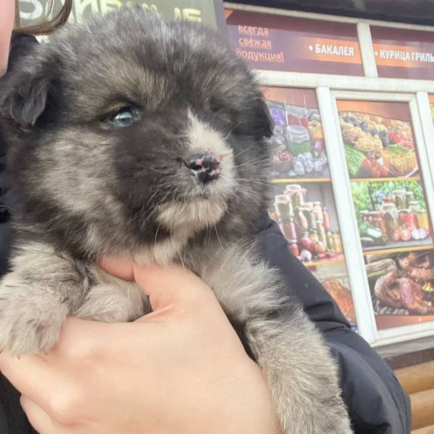 Щенок в добрые руки