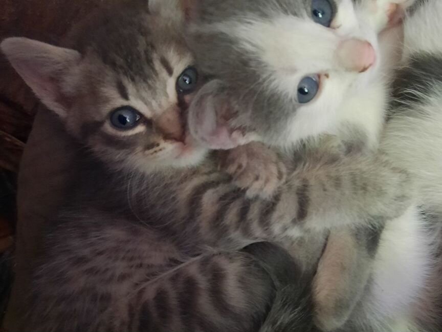 Котятки в добрые руки