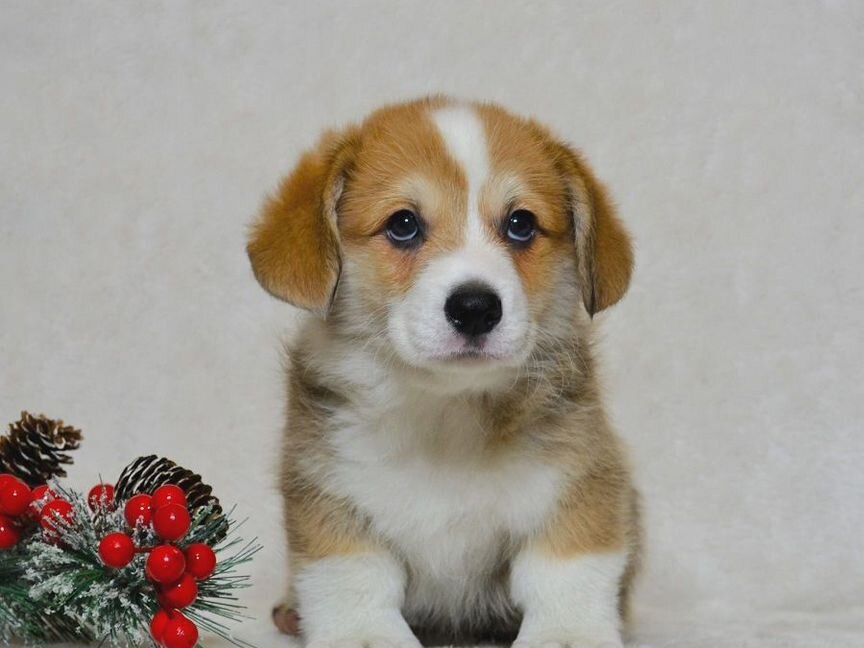 Корги в качестве домашнего любимца